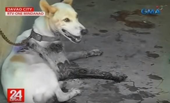 Boiling water or chemicals? Two dogs suffer burns in Davao City ...