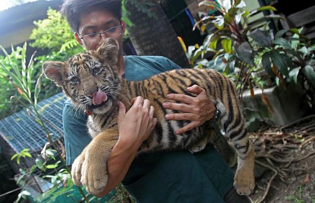 Meet Romeo, one of tiger triplets at Manila Zoo | Photos | GMA News Online