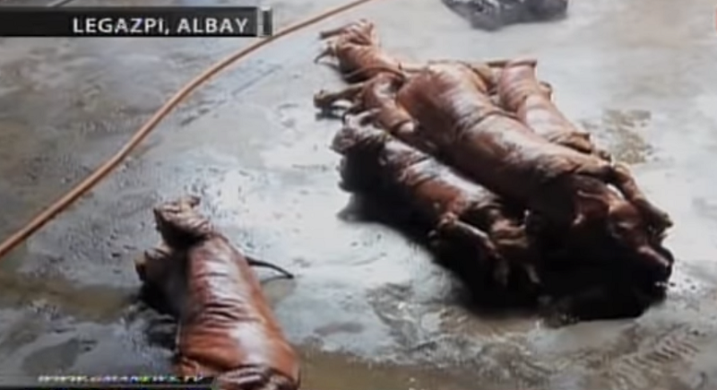 Authorities confiscate 'unsafe' lechon, botcha meats in Albay | GMA ...