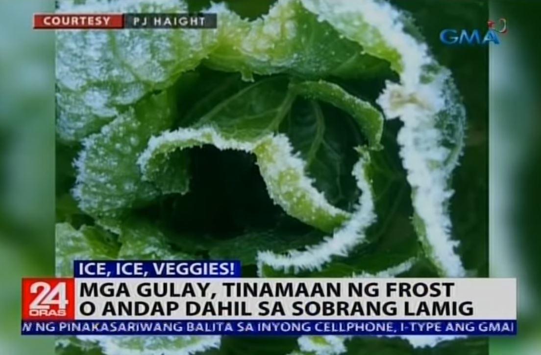 Cold weather brings frost, affects some crops in Benguet | GMA News Online