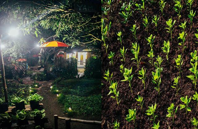 Palawan farm turns into habitat for endemic species unintentionally ...