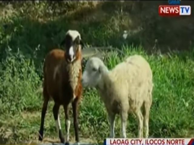20 tupa at 5 kambing, natagpuang patay at nawawala ang mga lamang-loob ...