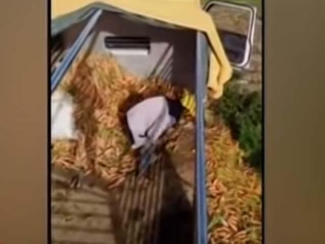 Mahigit isang toneladang carrots sa Benguet, itinapon matapos hindi ...
