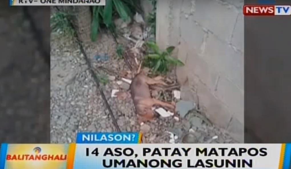 14 na aso, natagpuang patay sa Cagayan De Oro City | Balitambayan