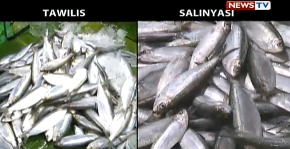 Binebentang tawilis ng ilang manininda, ibang uri daw ng isda | GMA ...