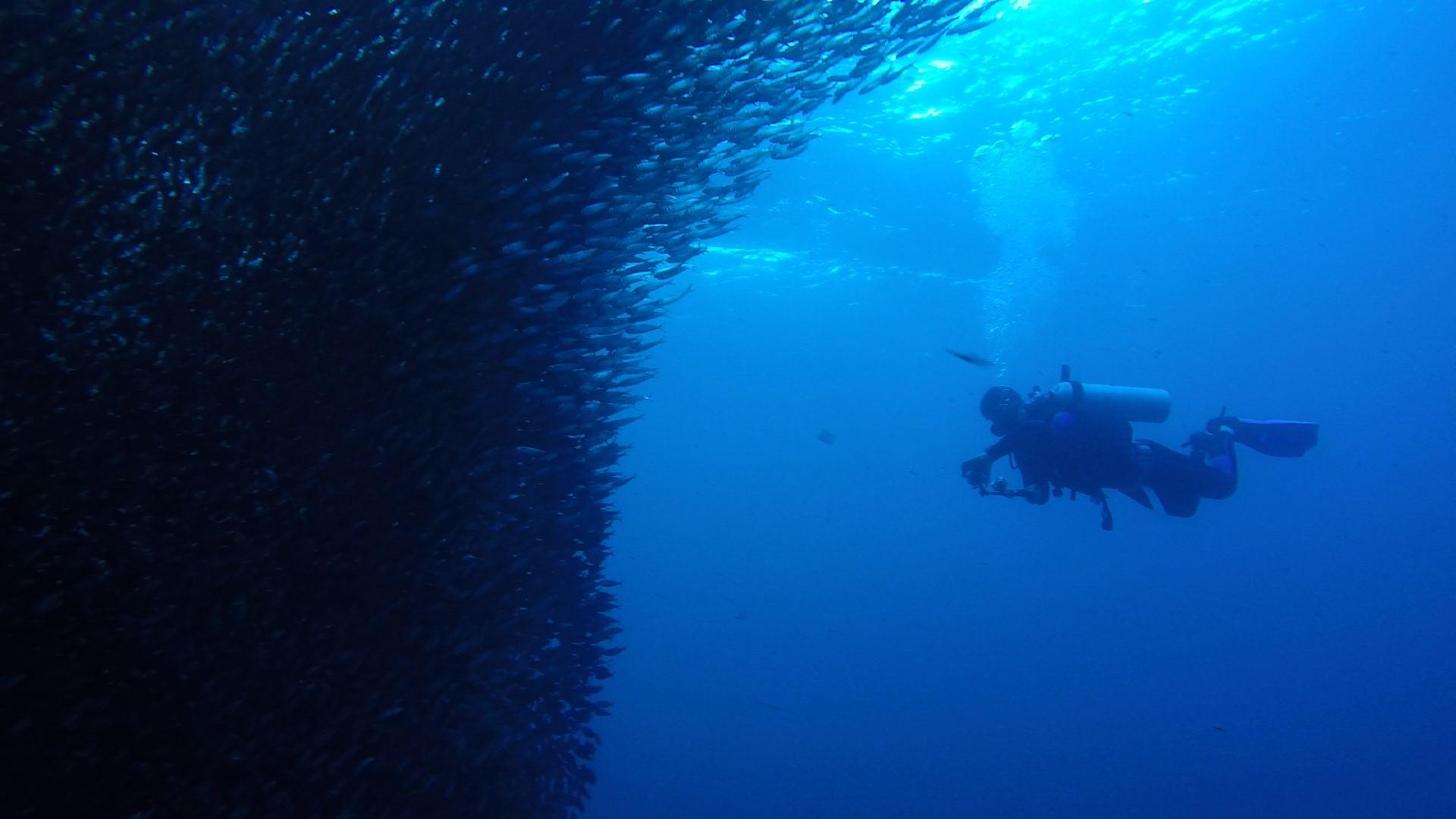 Witness the breathtaking 'Sardine Run' in Moalboal, Cebu this Sunday on ...
