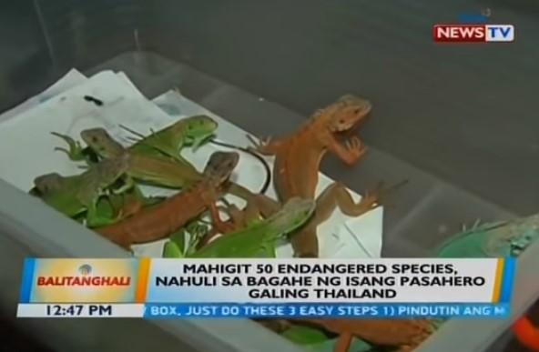50 endangered species rescued from alleged smuggler at NAIA | GMA News ...