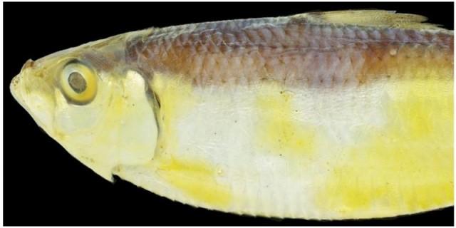 New sardine species discovered in Manila Bay, other parts of the PHL