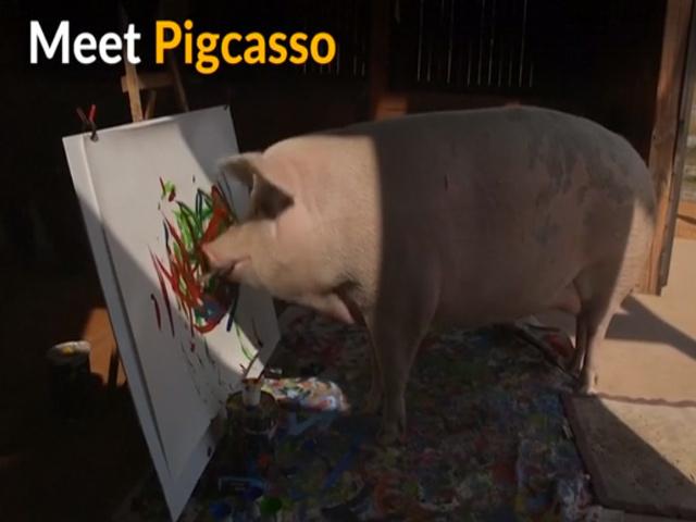 Baboy sa South Africa, kayang magpinta | Balitambayan