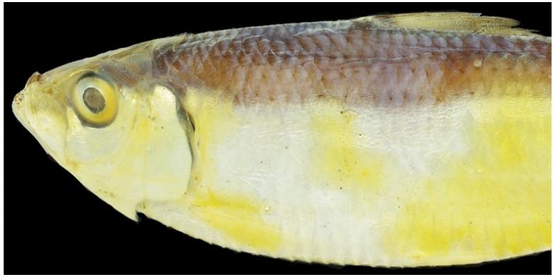 New sardine species discovered in Manila Bay, other parts of the PHL ...