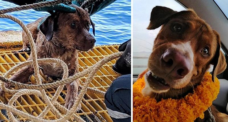 Dog found 220 kms off Thai coast to be adopted by rescuer | GMA News Online