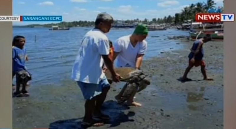 Pawikan with tumors washes ashore in Sarangani | GMA News Online