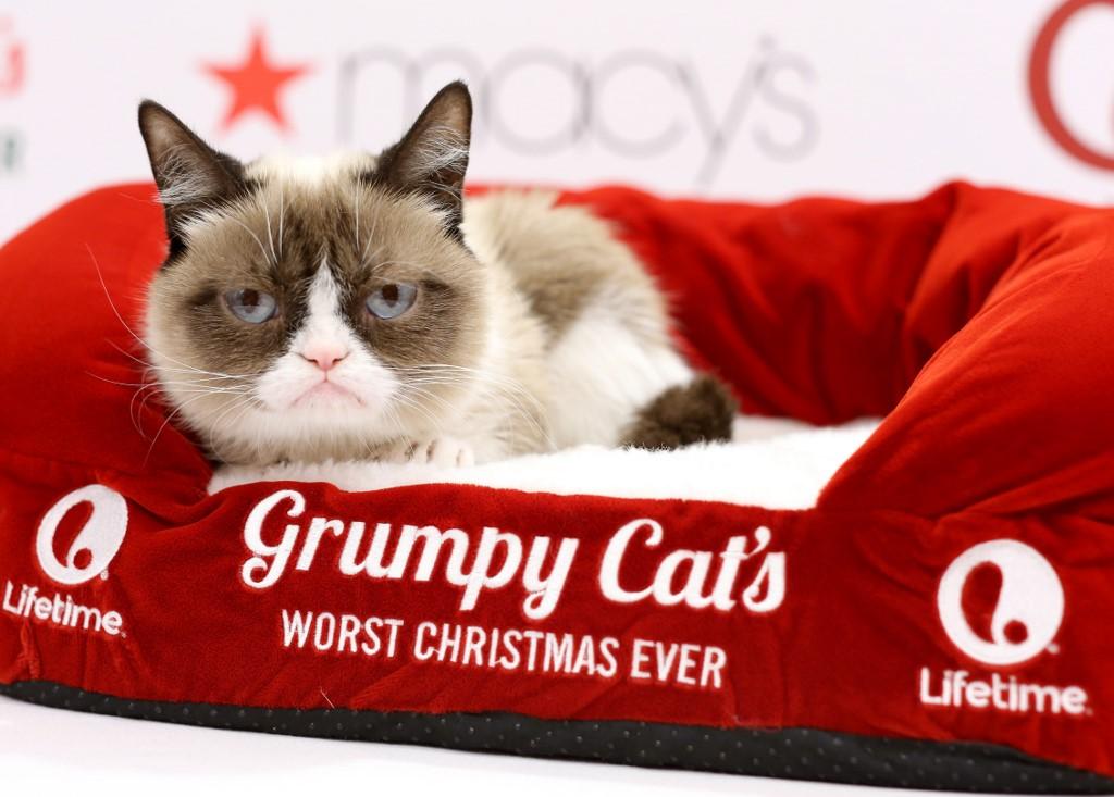 Internet star Grumpy Cat dies at age of seven | GMA News Online