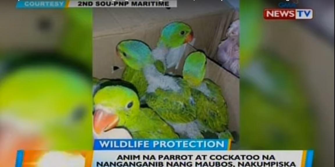 Endangered cockatoo, parrots seized in Palawan | GMA News Online