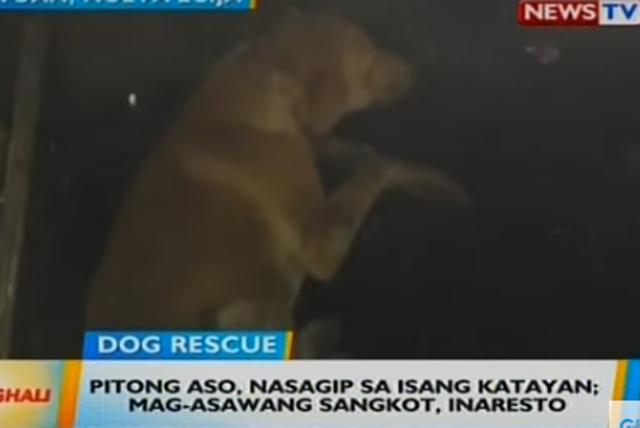 Pitong aso, naisalba sa katayan sa Nueva Ecija | Balitambayan