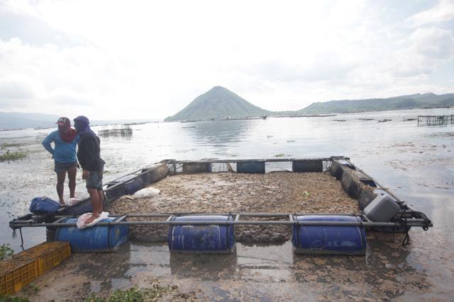 BFAR: Fish cage operators in Taal Lake have been warned of possible ...