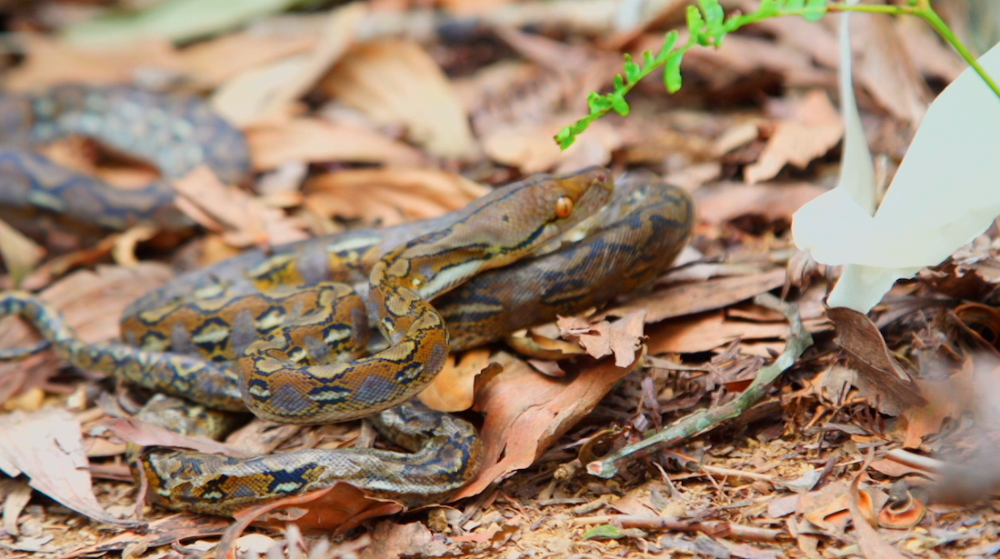 Snakes in the city released back into the wild | GMA News Online