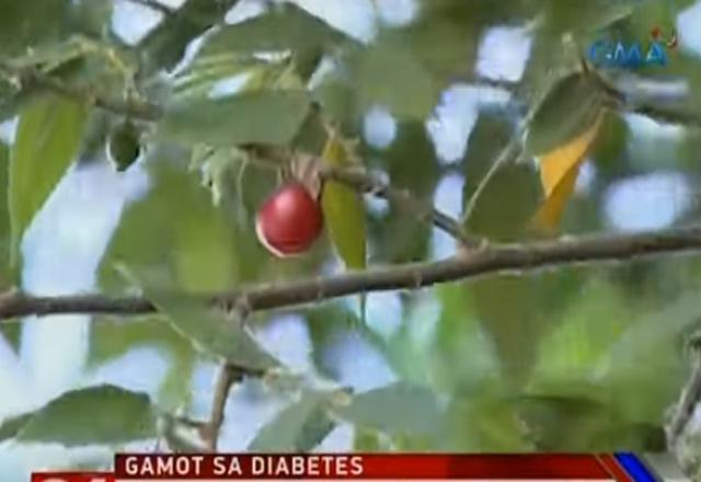 Karagdagang pag-aaral sa aratiles na puwede raw gamot sa diabetes ...