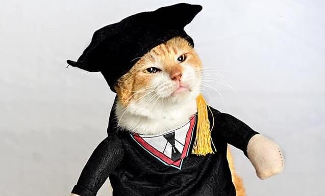 DLSU's resident cat Archer passes away | GMA News Online