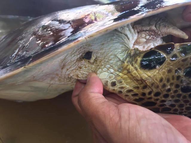 Boracay residents rescue green sea turtle with speargun arrow in body ...