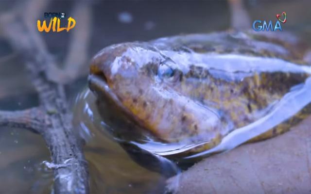 Kiwet, namemerwisyo sa mga magsasaka sa CamSur | Balitambayan