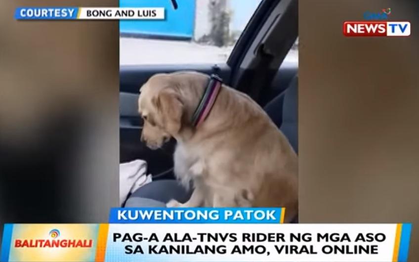 Mga asong hindi makabayad ng na-book nilang TNVS, viral | Balitambayan Mga asong hindi makabayad ng na-book nilang TNVS, viral | Balitambayan