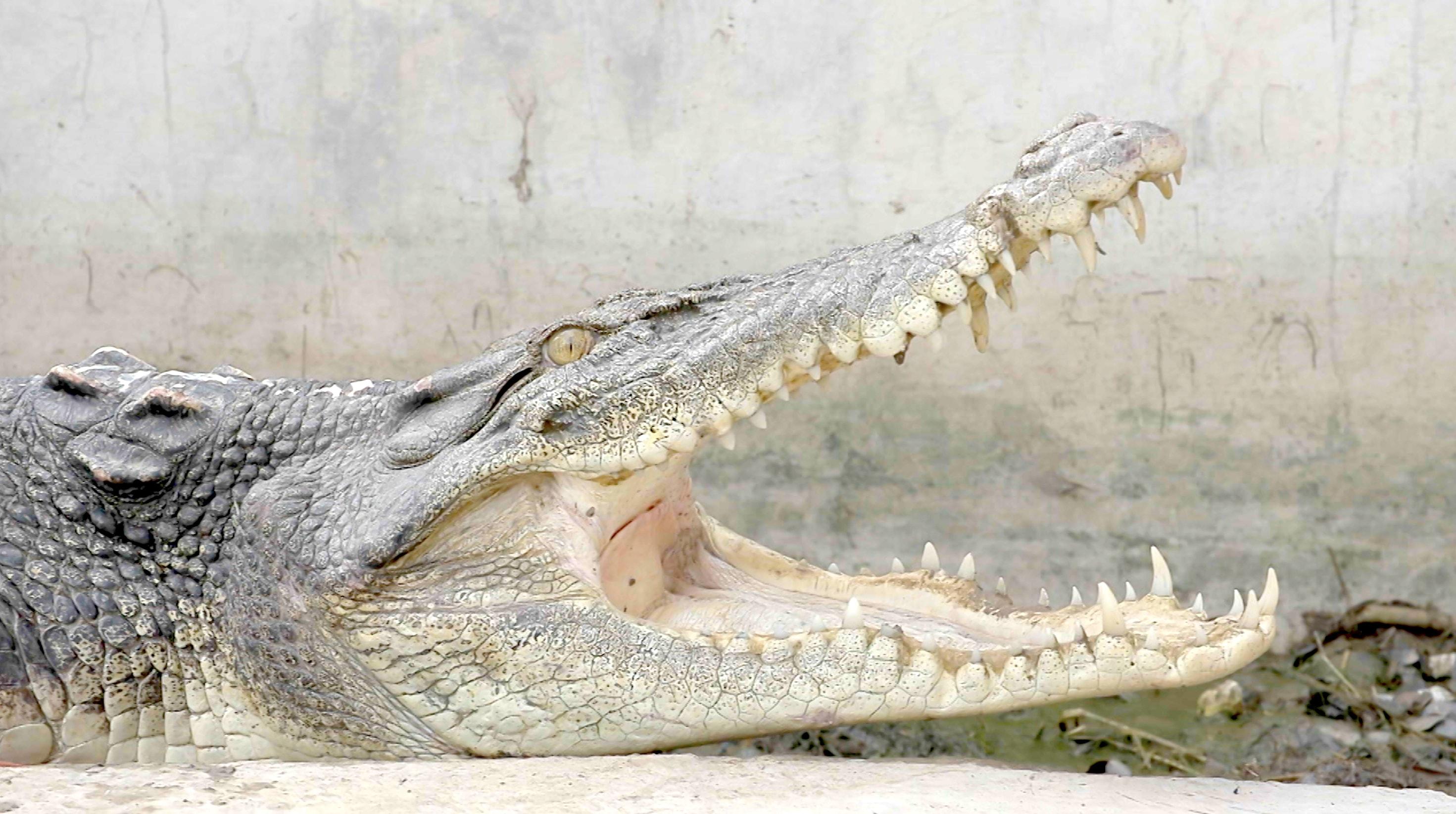 Lalaking sinakmal ng buwaya sa Palawan, nakaligtas nang ipasok ang ...