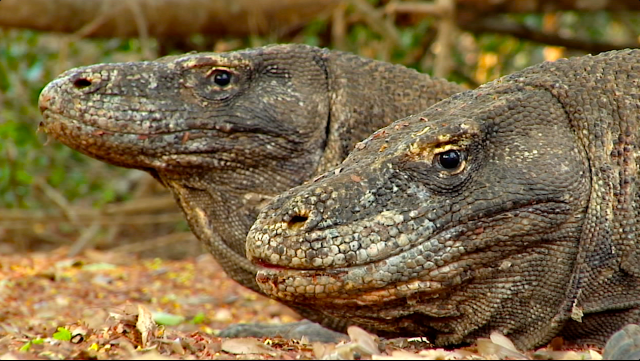 Meet our earthly 'dragons' on 'Born to be Wild' | GMA News Online