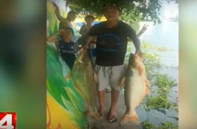 Mga isdang nahuhuli sa Pasig river pati na ang mga dambuhala, 'di raw ...
