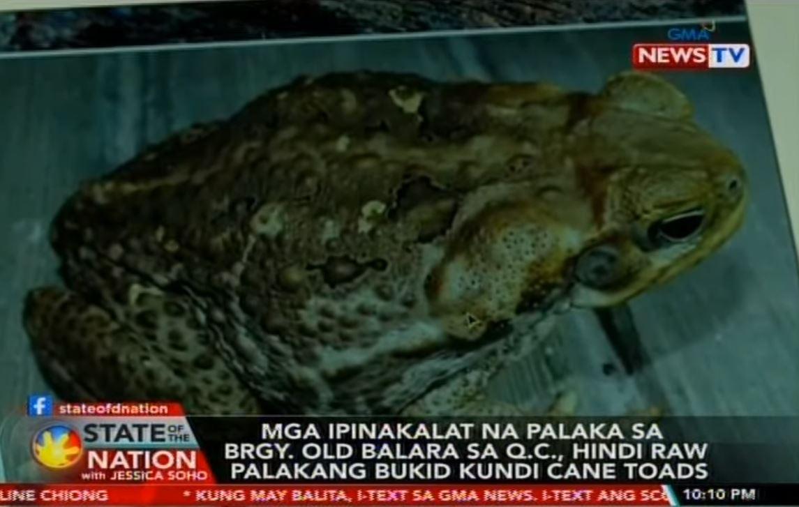 Expert expresses concern over release of 1,000 cane toads in a QC ...