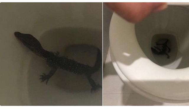 Bayawak nakita sa loob ng inidoro sa isang bahay sa Bulacan | Balitambayan Bayawak nakita sa loob ng inidoro sa isang bahay sa Bulacan | Balitambayan