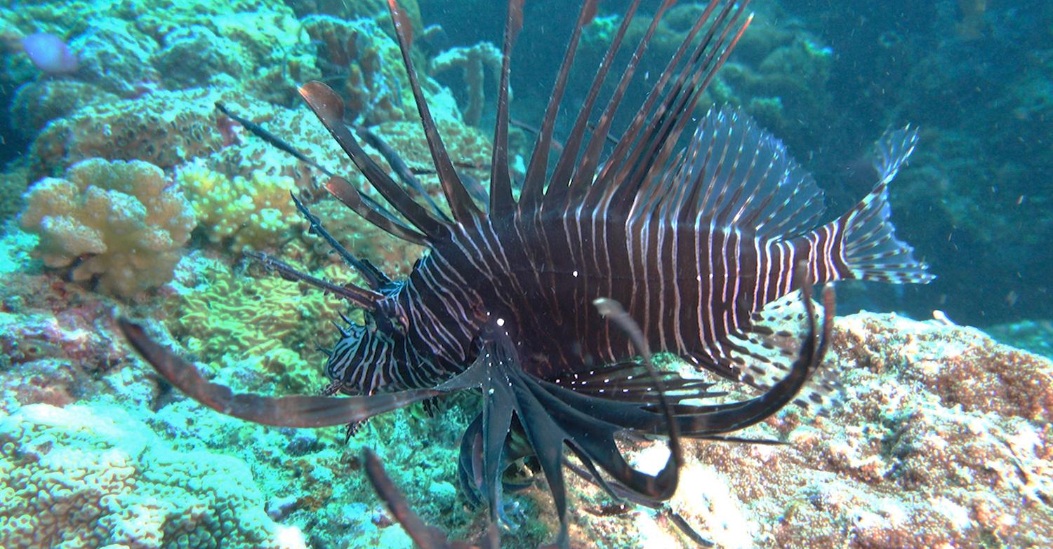 Lion fish on ‘Born to be Wild’ | GMA News Online