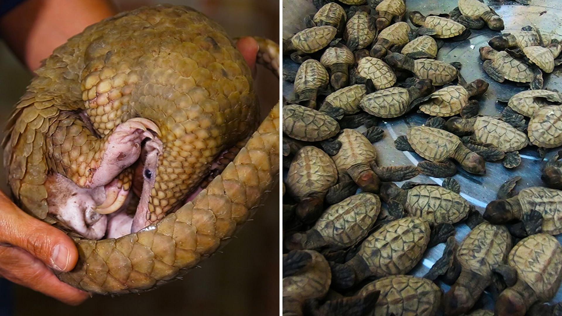 Endemic pangolin and endangered sea turtles on 'Born to be Wild' | GMA ...