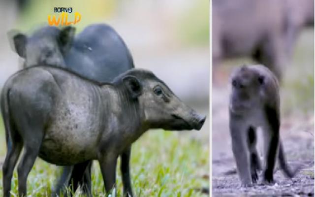 'Born To Be Wild' team, namangha nang makitang magkasama ang mga baboy ...