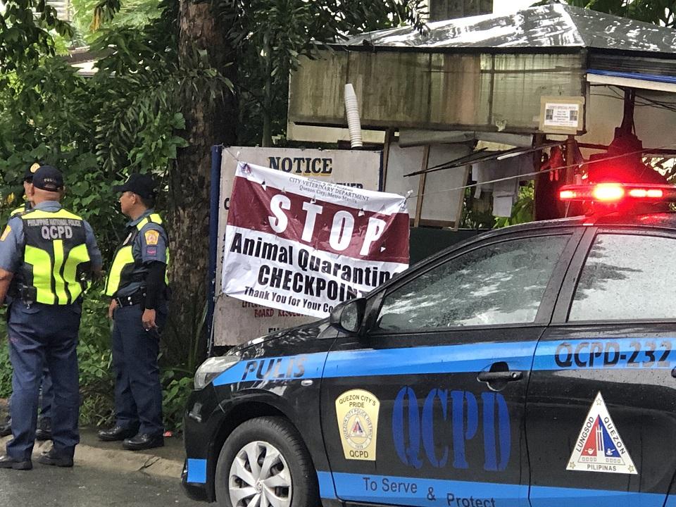 Quezon City gov’t offers hog raisers compensation for ASF culls | GMA ...