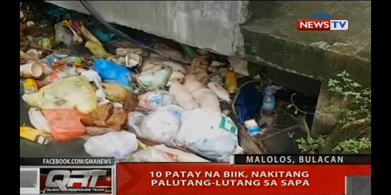 Mga patay na biik, inanod sa isang sapa sa Bulacan | Balitambayan