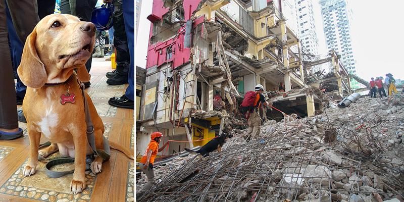 The canine heroes of the Sogo building collapse | GMA News Online