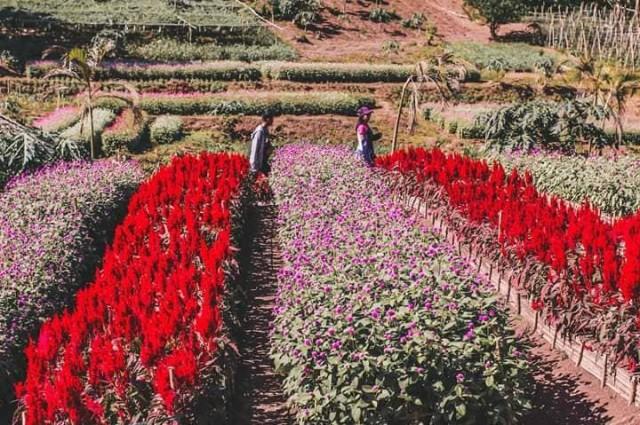 DOT-Mimaropa pitches agro-tourism site for farm tourism award | GMA ...