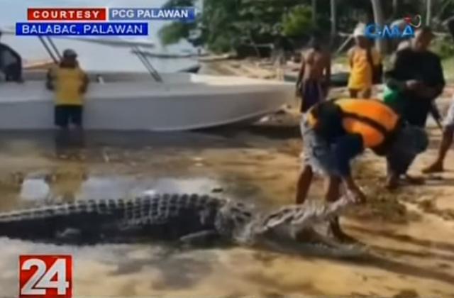 Buwaya sa Balabac, nang-atake na naman ng tao; bangkay ng biktima ... Buwaya sa Balabac, nang-atake na naman ng tao; bangkay ng biktima ...