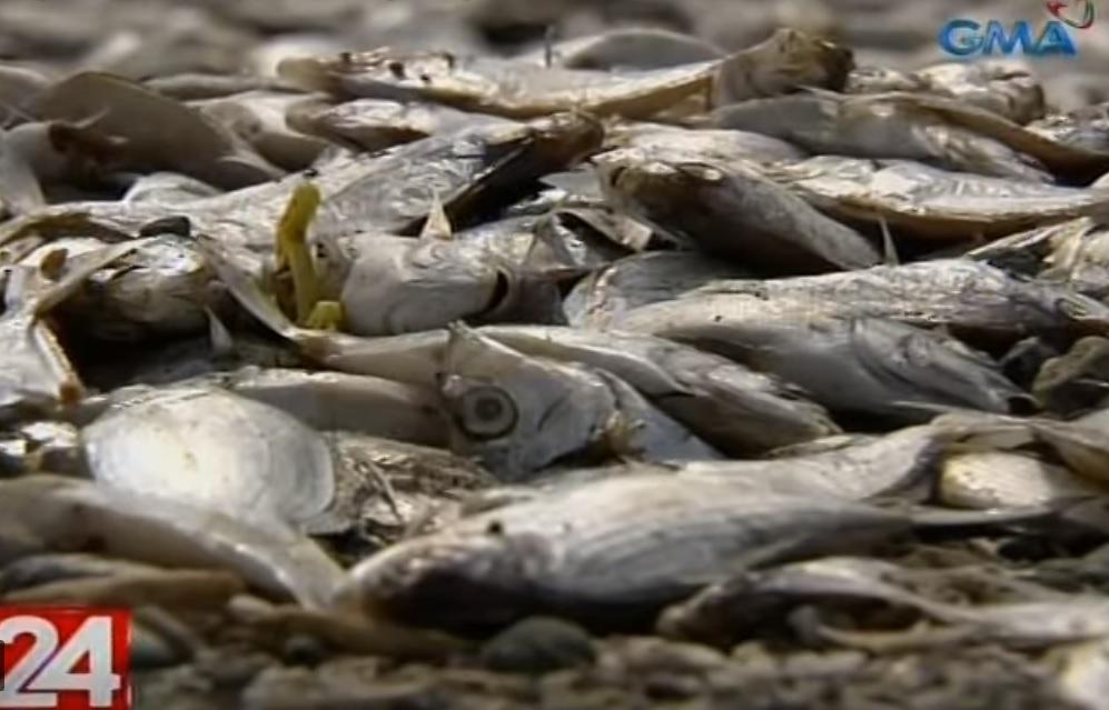 Thousands of fish turn up dead in Parañaque, Las Piñas | GMA News Online
