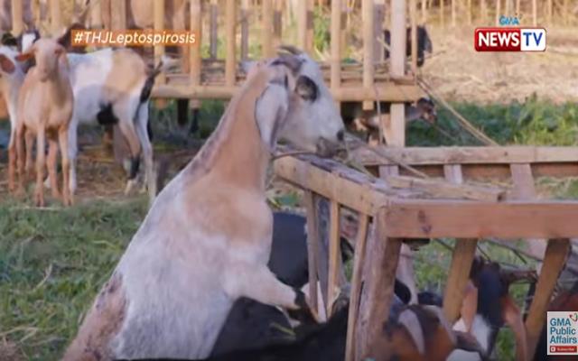 Bukod sa ihi ng daga: Leptospirosis, maaari daw makuha sa iba pang ...