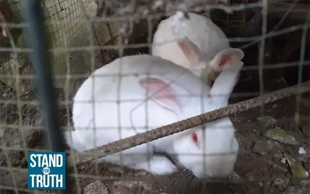 Lower cholesterol na rabbit meat, maganda raw alternatibo sa ibang ...