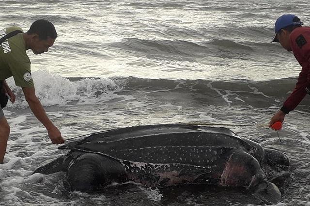 400-kilo pawikan washes up dead on beach in Sariaya, Quezon | GMA News ...