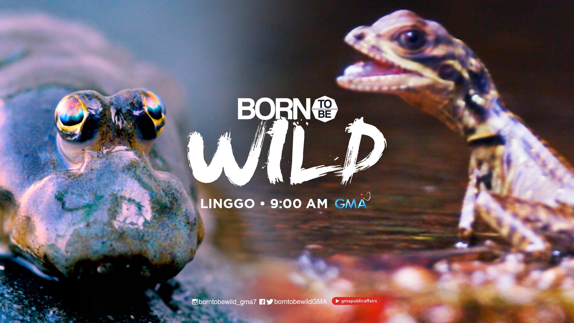 Wildlife behaviors on ‘Born to be Wild’ | GMA News Online