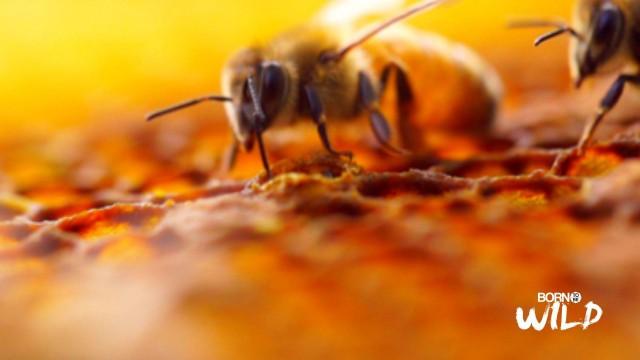 A day in the life of pollinators on ‘Born to be Wild’ | GMA News Online
