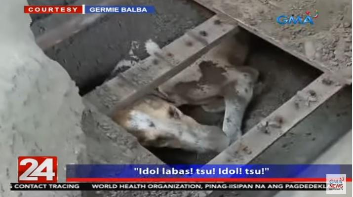 Dog trapped under volcanic ash found alive after 15 days | GMA News Online