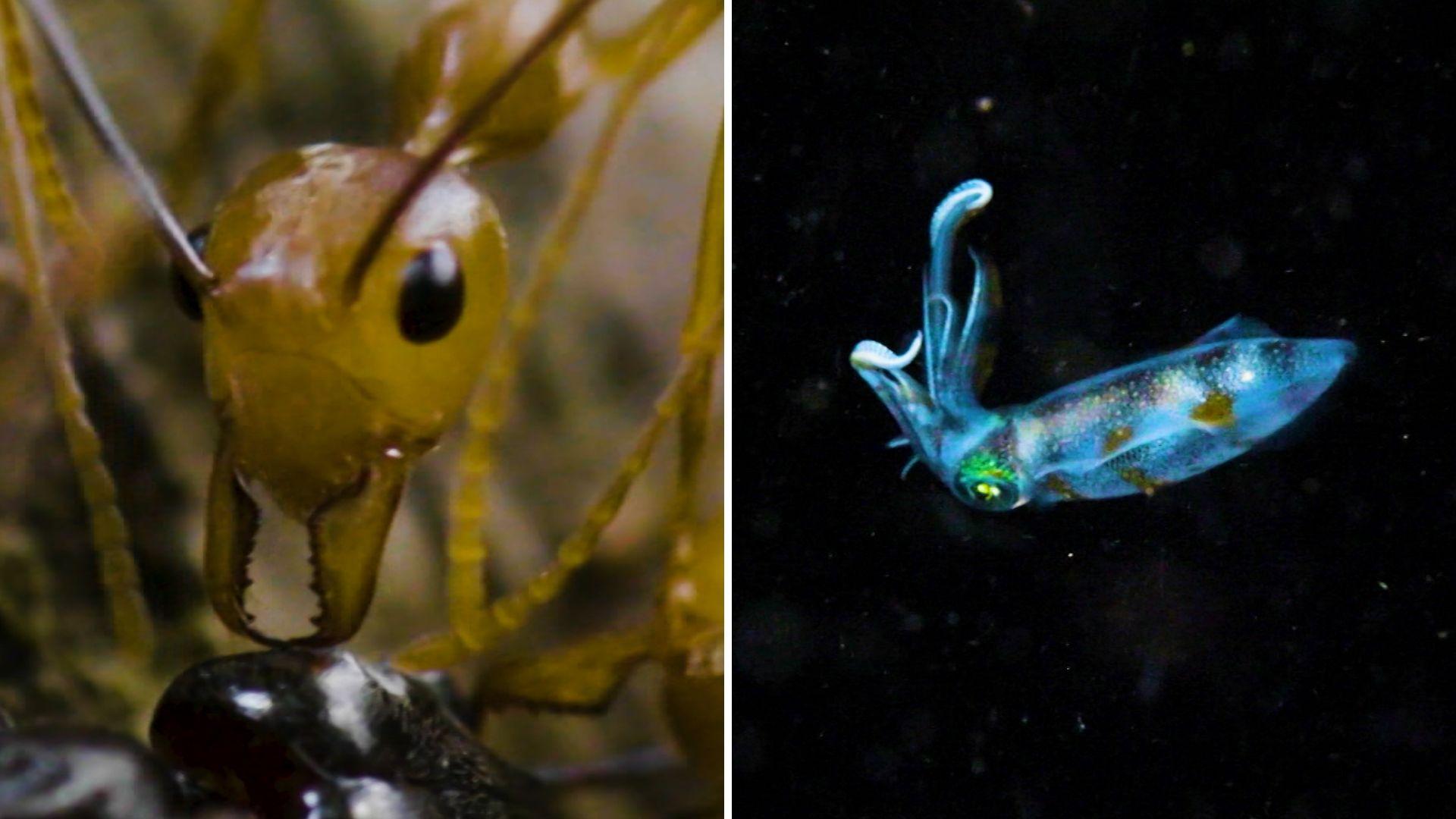 Ants and glowing squid on ‘Born to be Wild’ | GMA News Online