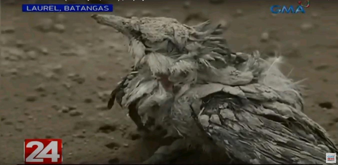 Ashfall weighs down wild birds, farm animals in Batangas | GMA News Online