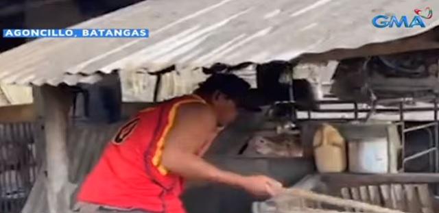 Some Batangas livestock farmers lower cattle prices due to Taal Volcano ...