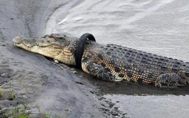 Pabuya, nakalaan sa taong makapag-aalis ng gulong sa leeg ng malaking ...